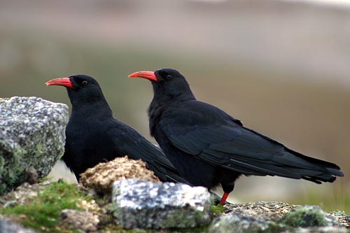 The Aims of Operation Chough | Operation Chough