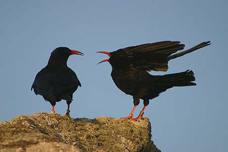 Contact – Report a Sighting | Operation Chough