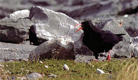 Working with Durrell | Operation Chough