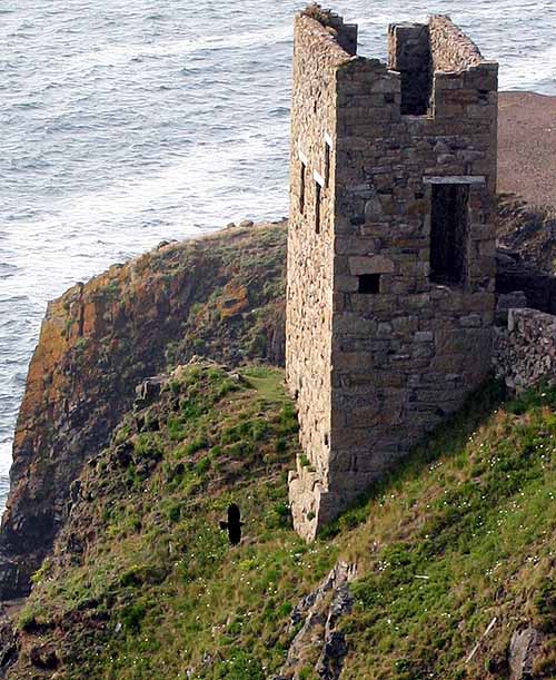 Decline of the Cornish Chough | Operation Chough