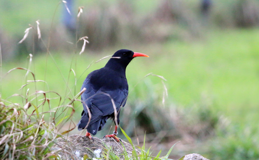 Operation Chough | Based at Paradise Park, Cornwall, UK