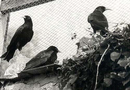 History – Background and Achievements | Operation Chough