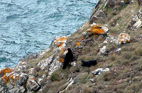The Return of the Chough to Cornwall | Operation Chough