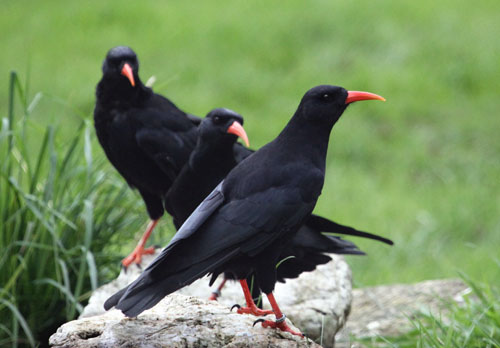 Operation Chough Timeline | Operation Chough