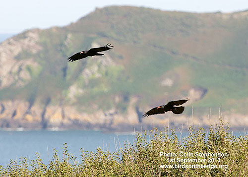 2013: First Release on Jersey | Operation Chough