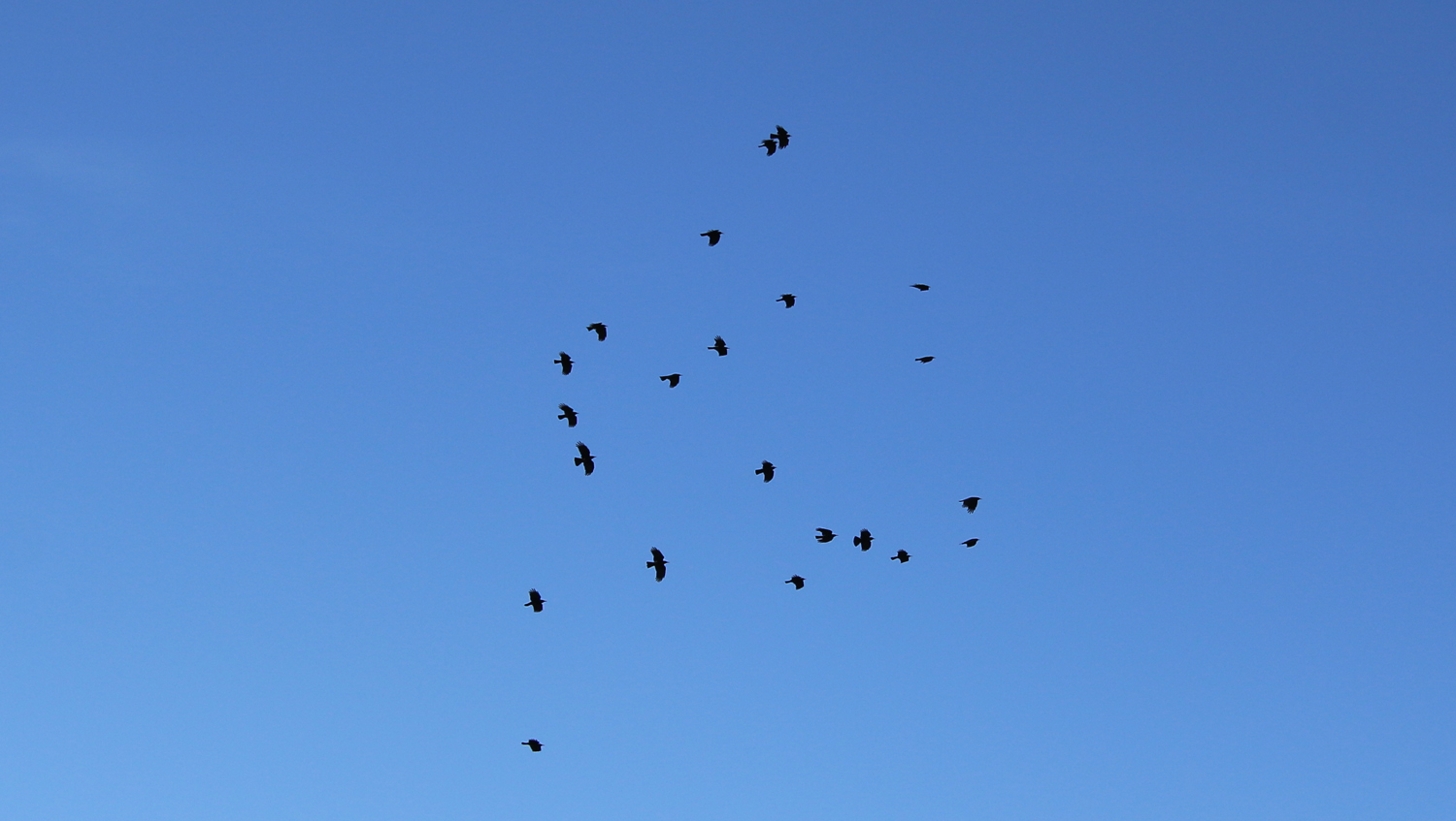 2015: Progress in year three | Operation Chough