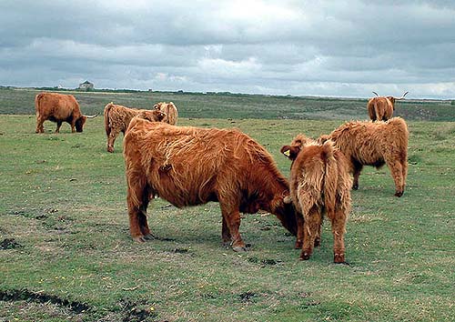The Return of the Chough to Cornwall | Operation Chough