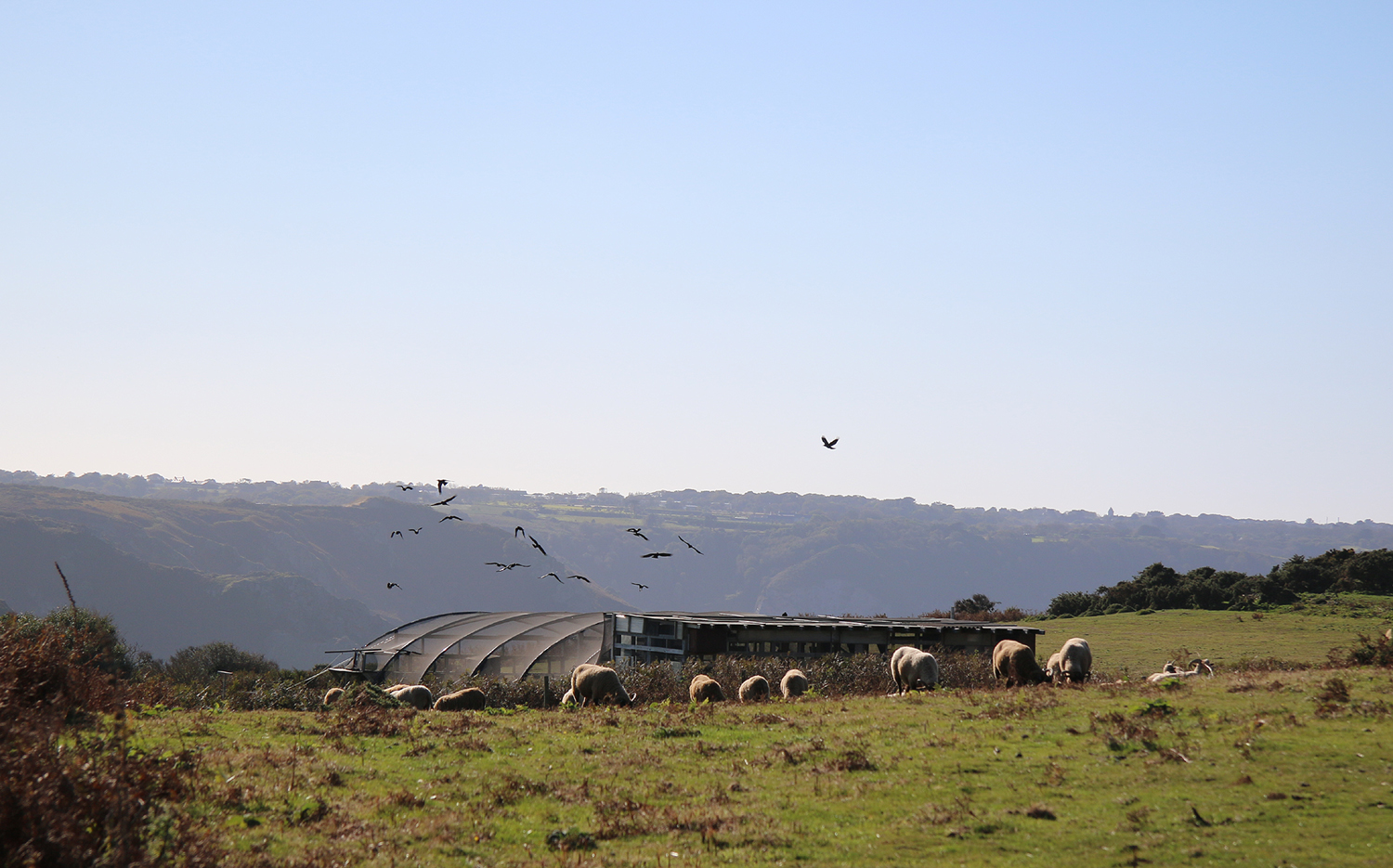 2015: Progress in year three | Operation Chough