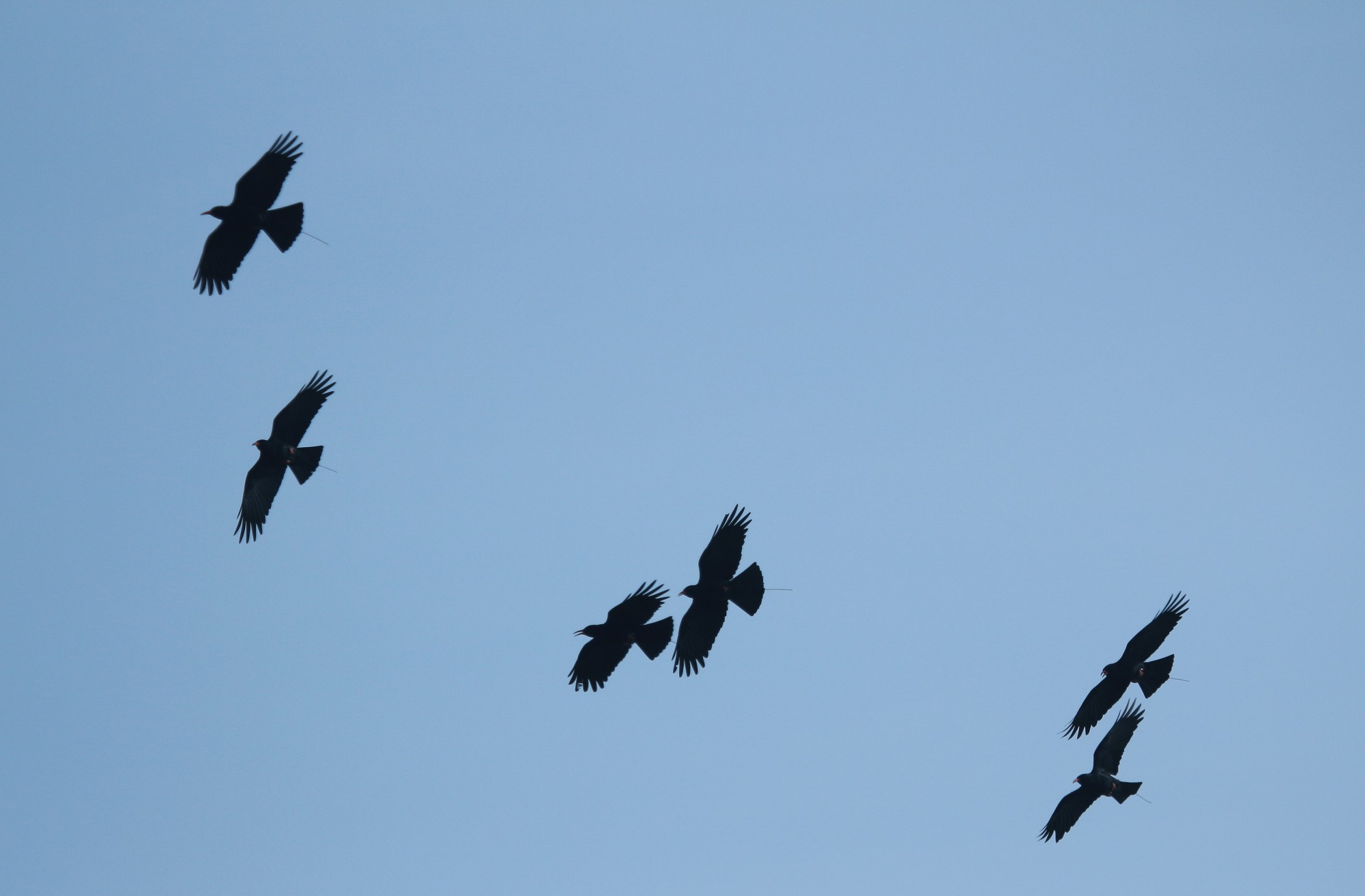 2014: Second year of releases | Operation Chough