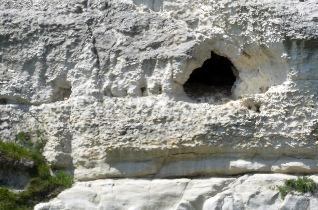 Restoring the Red-billed Chough to Kent | Operation Chough