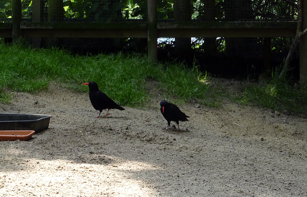 Restoring the Red-billed Chough to Kent | Operation Chough