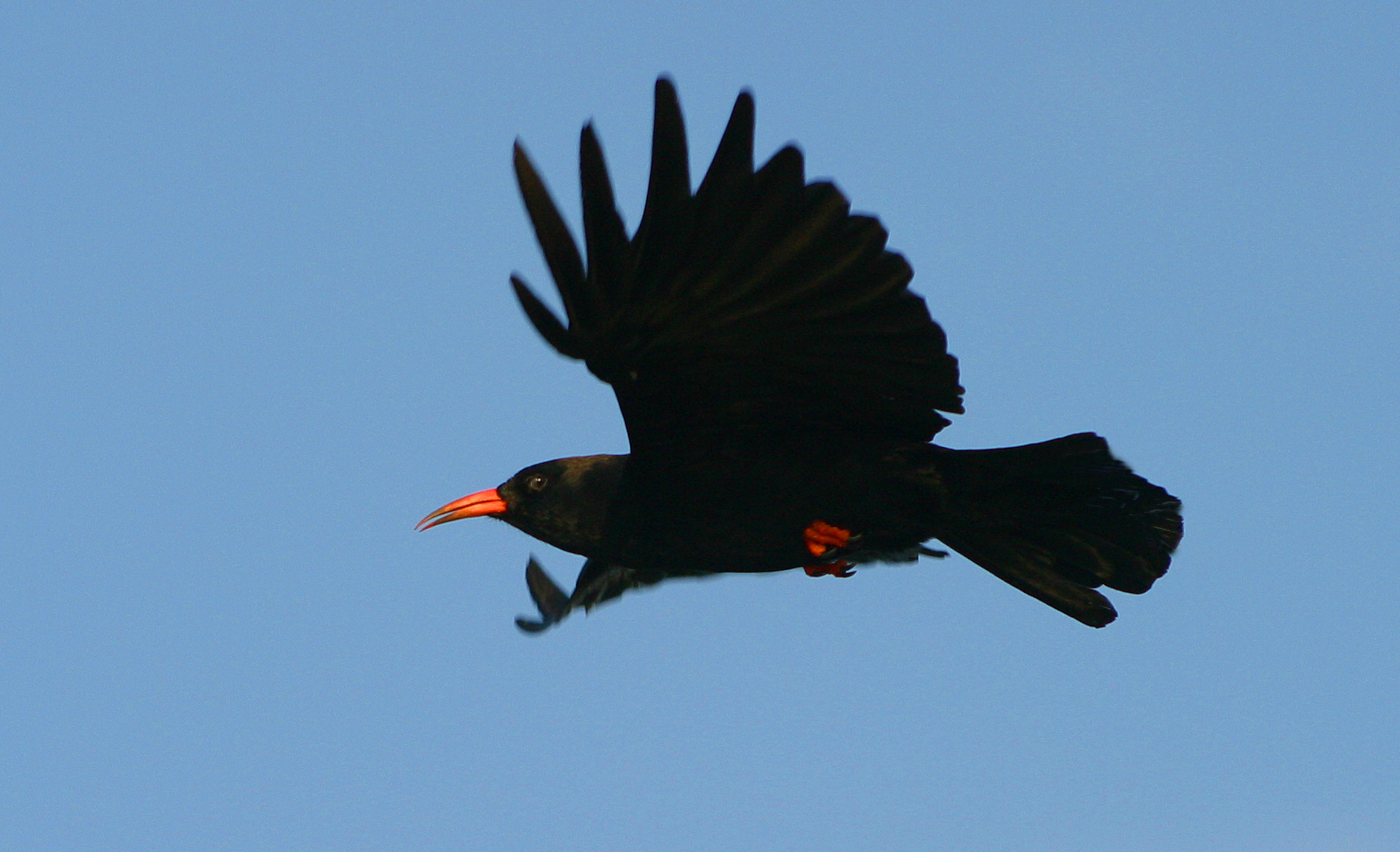 The Red-billed Chough | Operation Chough