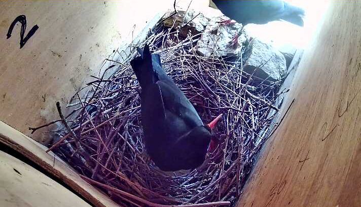 Nest Cam 2022 | Operation Chough