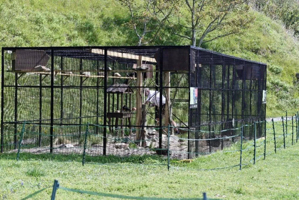Dover Castle Aviary | Operation Chough