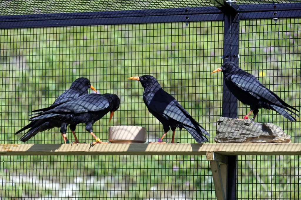 Dover Castle Aviary | Operation Chough